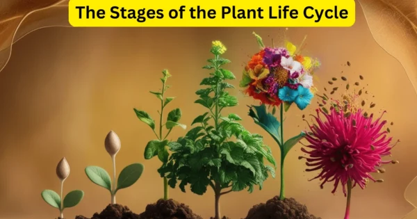 The Stages Of The Plant Life Cycle: A Detailed Guide - Qukut