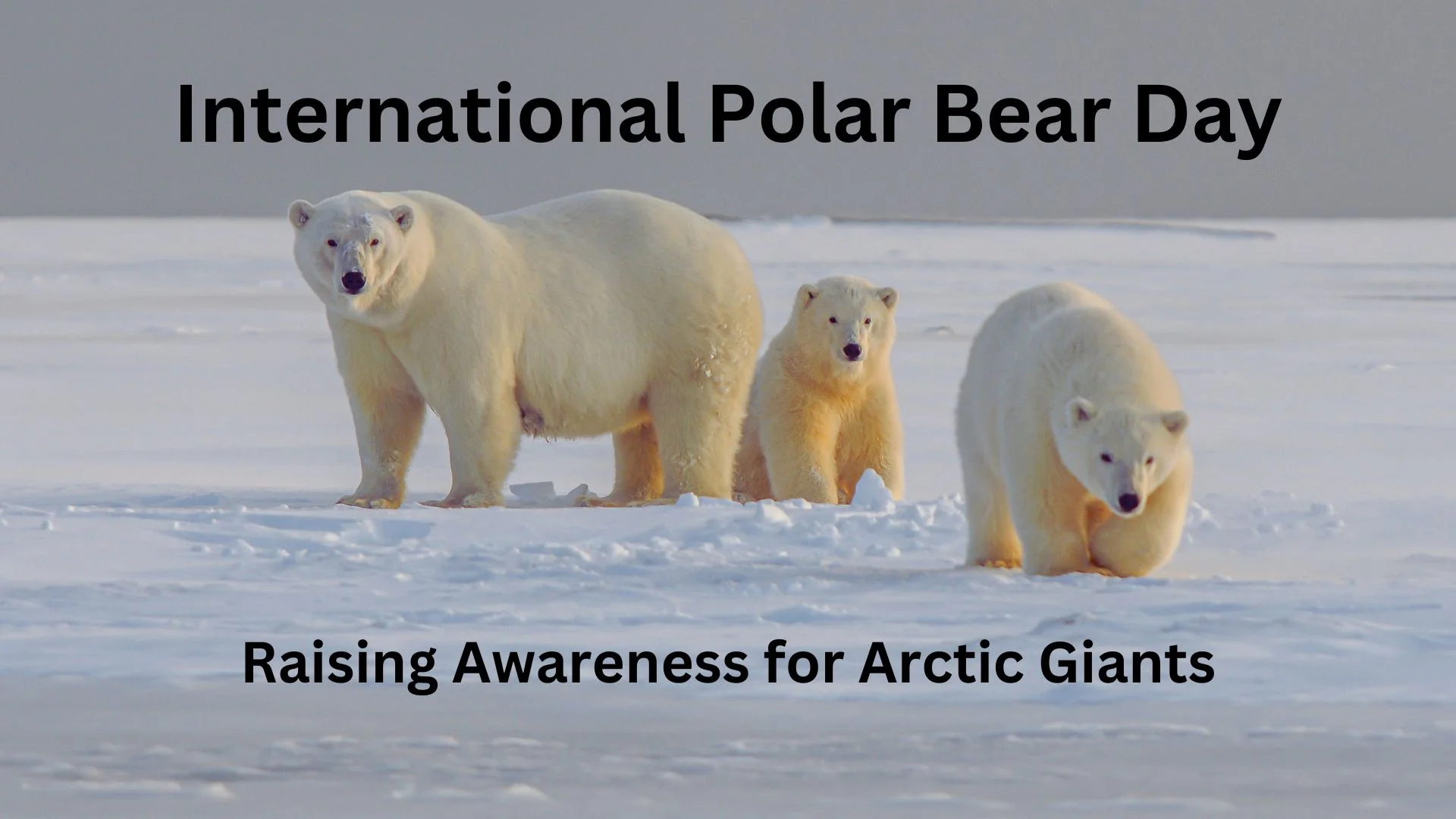 International Polar Bear Day: Raising Awareness For Arctic Giants - Qukut